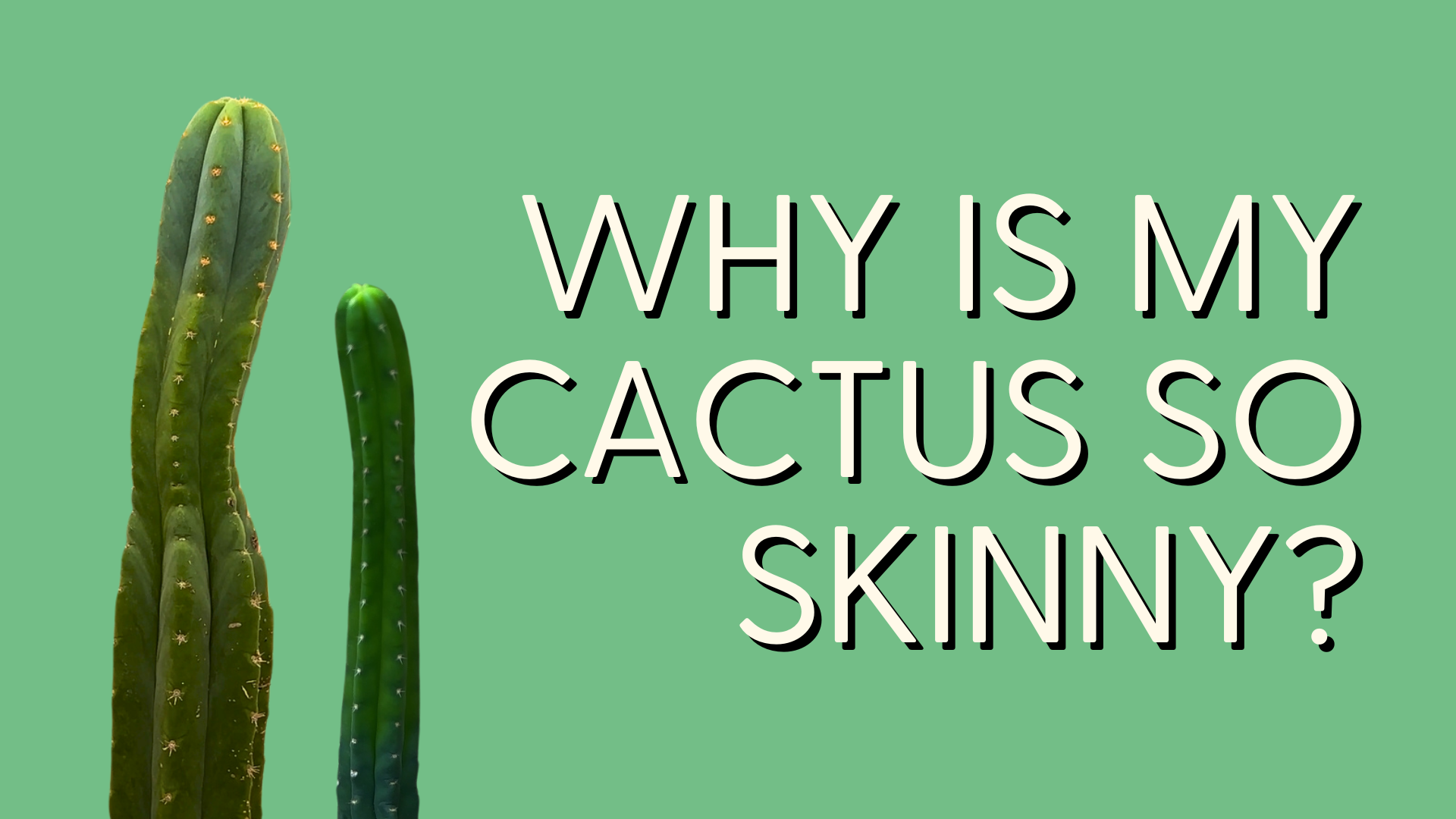 Cactus Etiolation & How to Fix it – San Pedro Source
