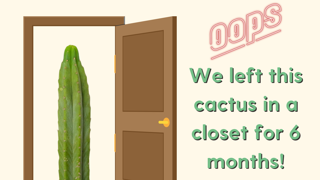 How to Bring your Cactus out of Dormancy – San Pedro Source