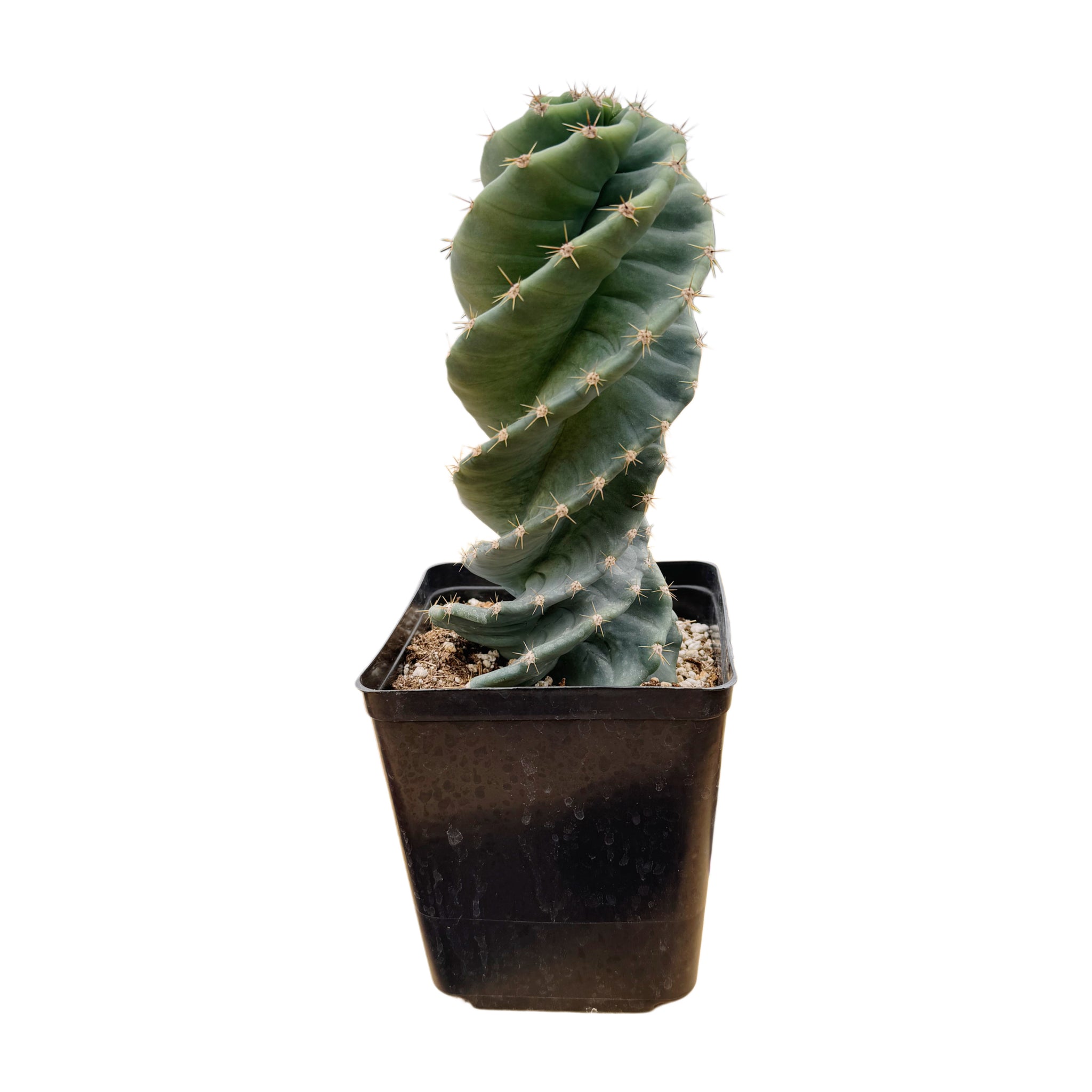 San Pedro Source | Buy San Pedro Cactus Online | Echinopsis pachanoi