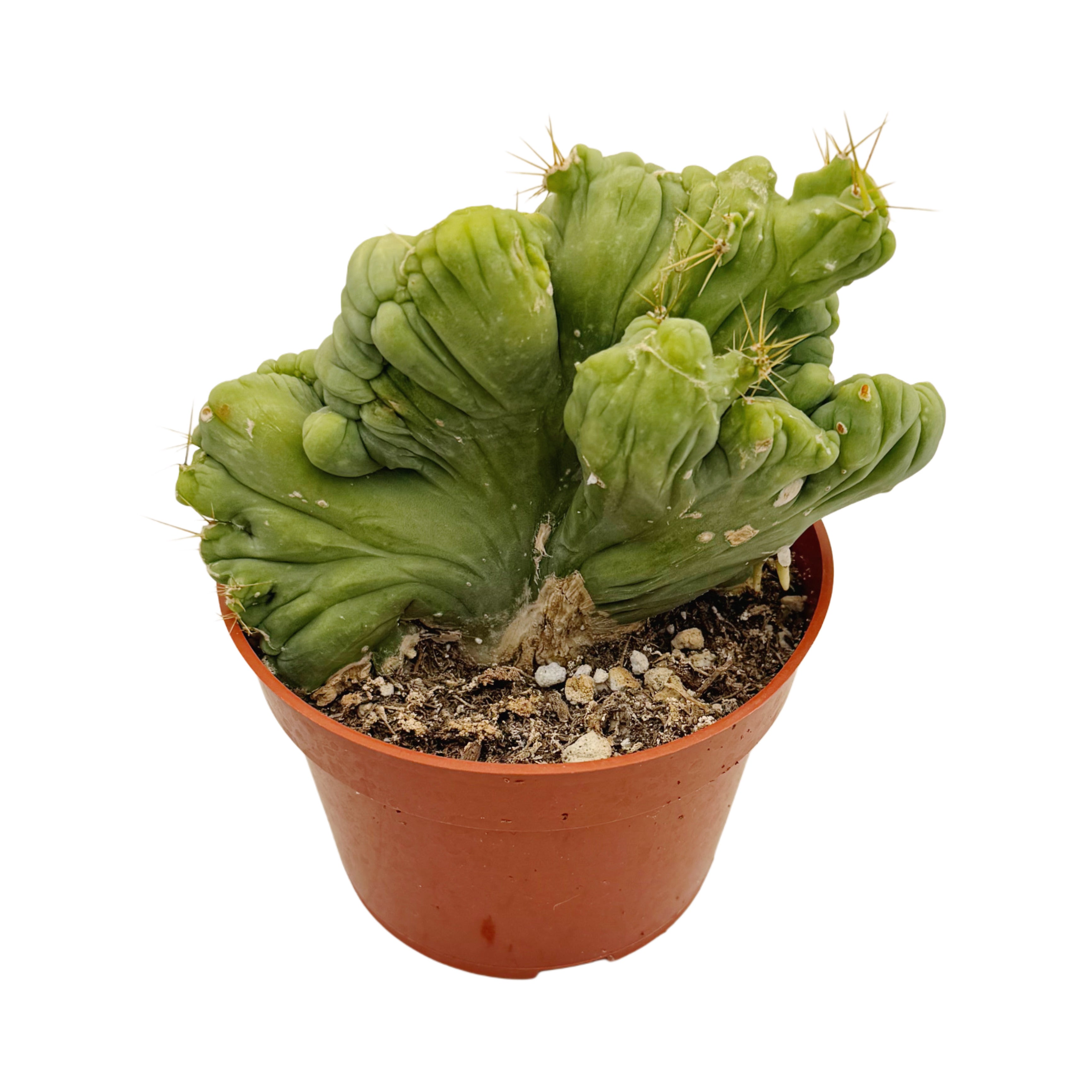 Trichocereus Bridgesii Monstrose Crested | TBMC | Crested Penis Cactus ...