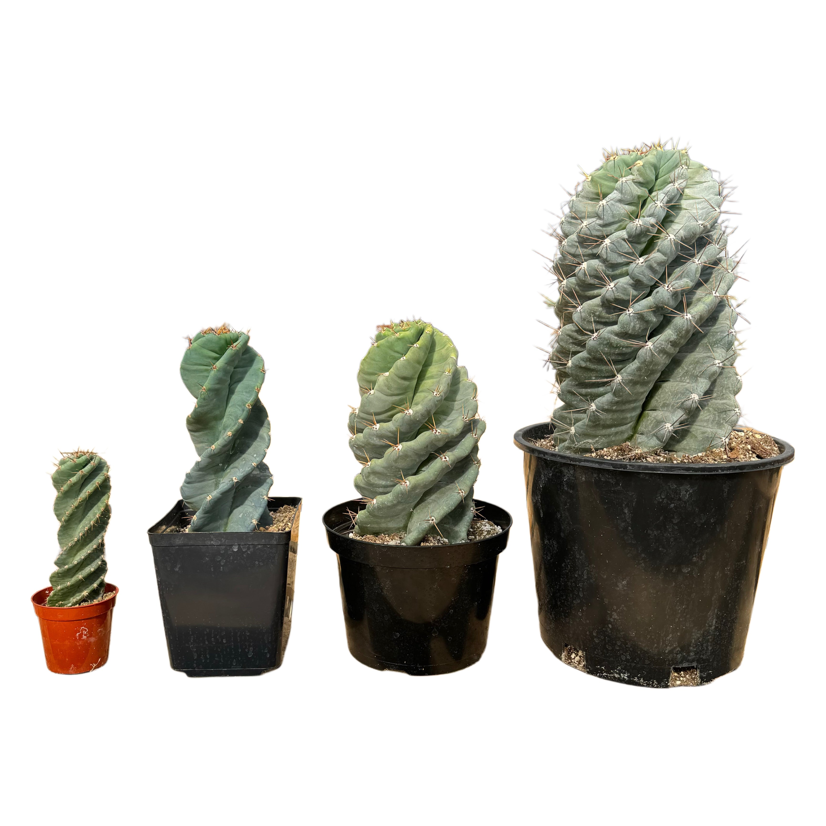 Cereus forbesii Spiralis | Spiral Cactus – San Pedro Source