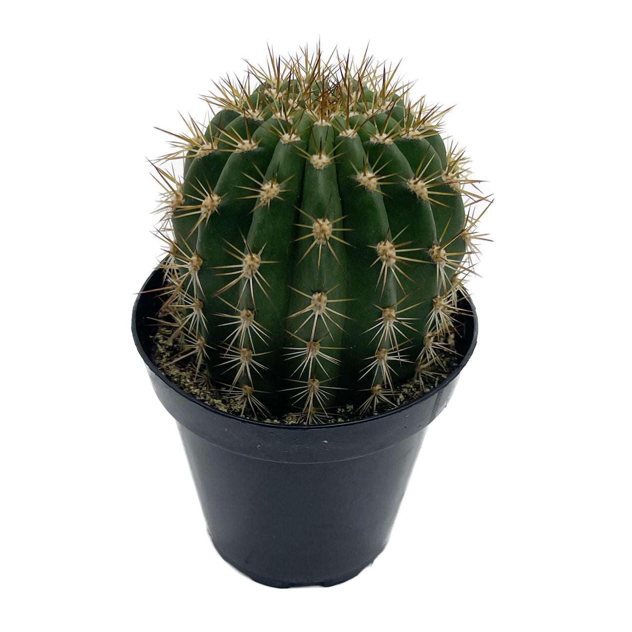 Torch Cactus | Trichocereus grandiflorus – San Pedro Source