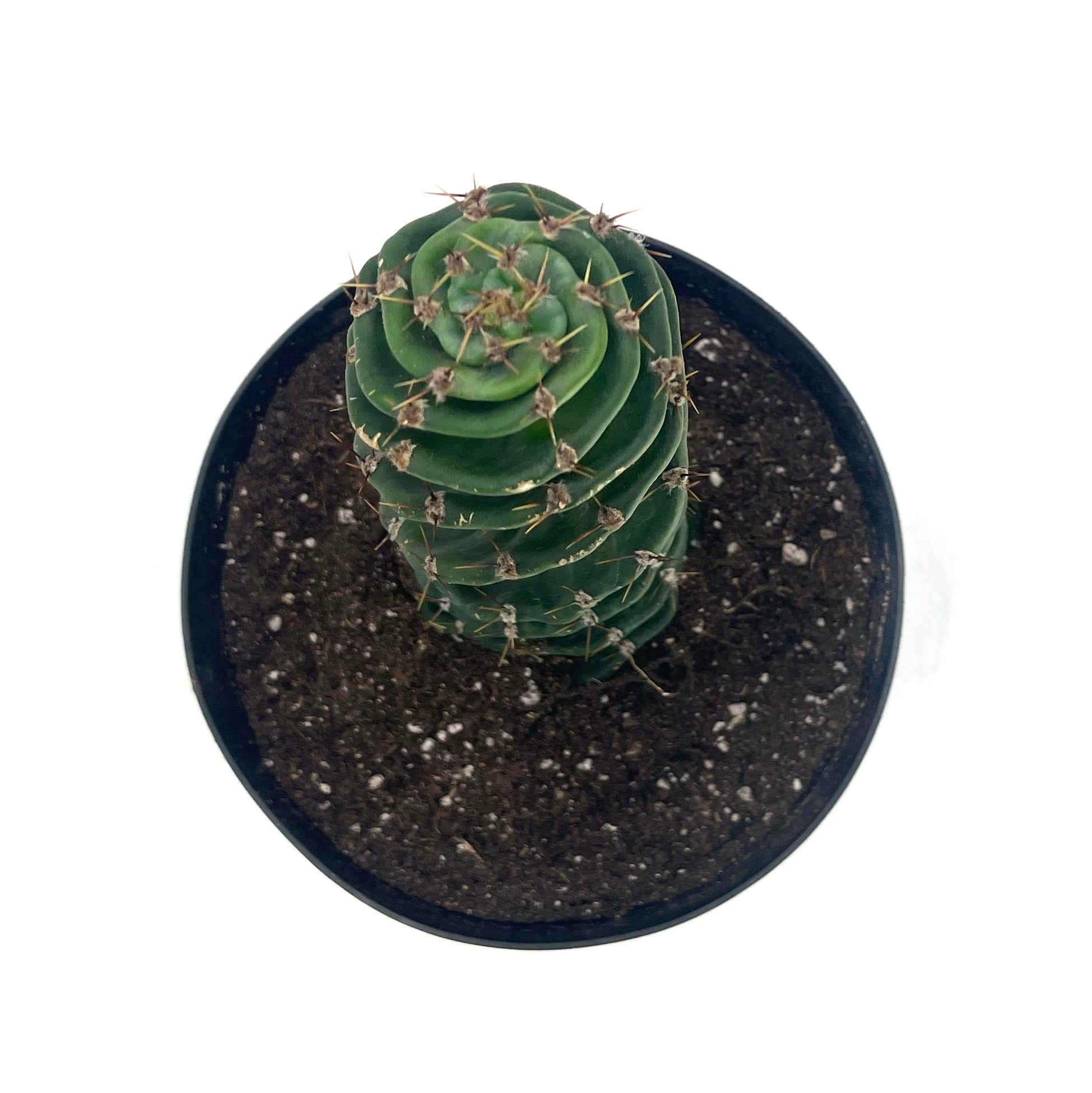 Spiral Cactus | Cereus forbesii Spiralis – San Pedro Source